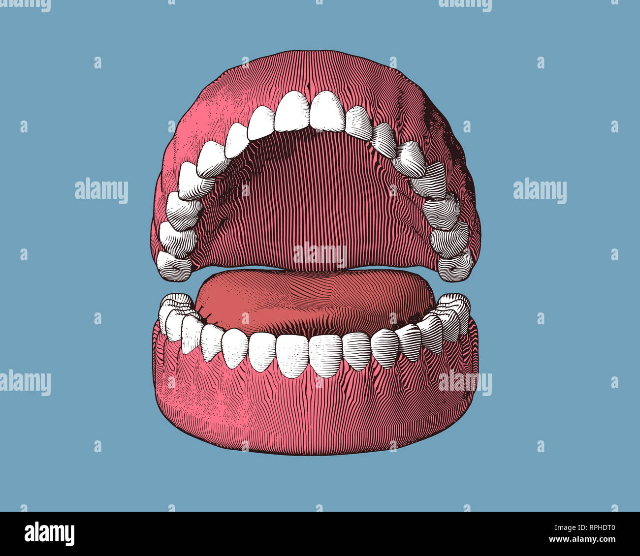 Schema anatomie gravure Banque de photographies et d’images à haute résolution - Alamy
