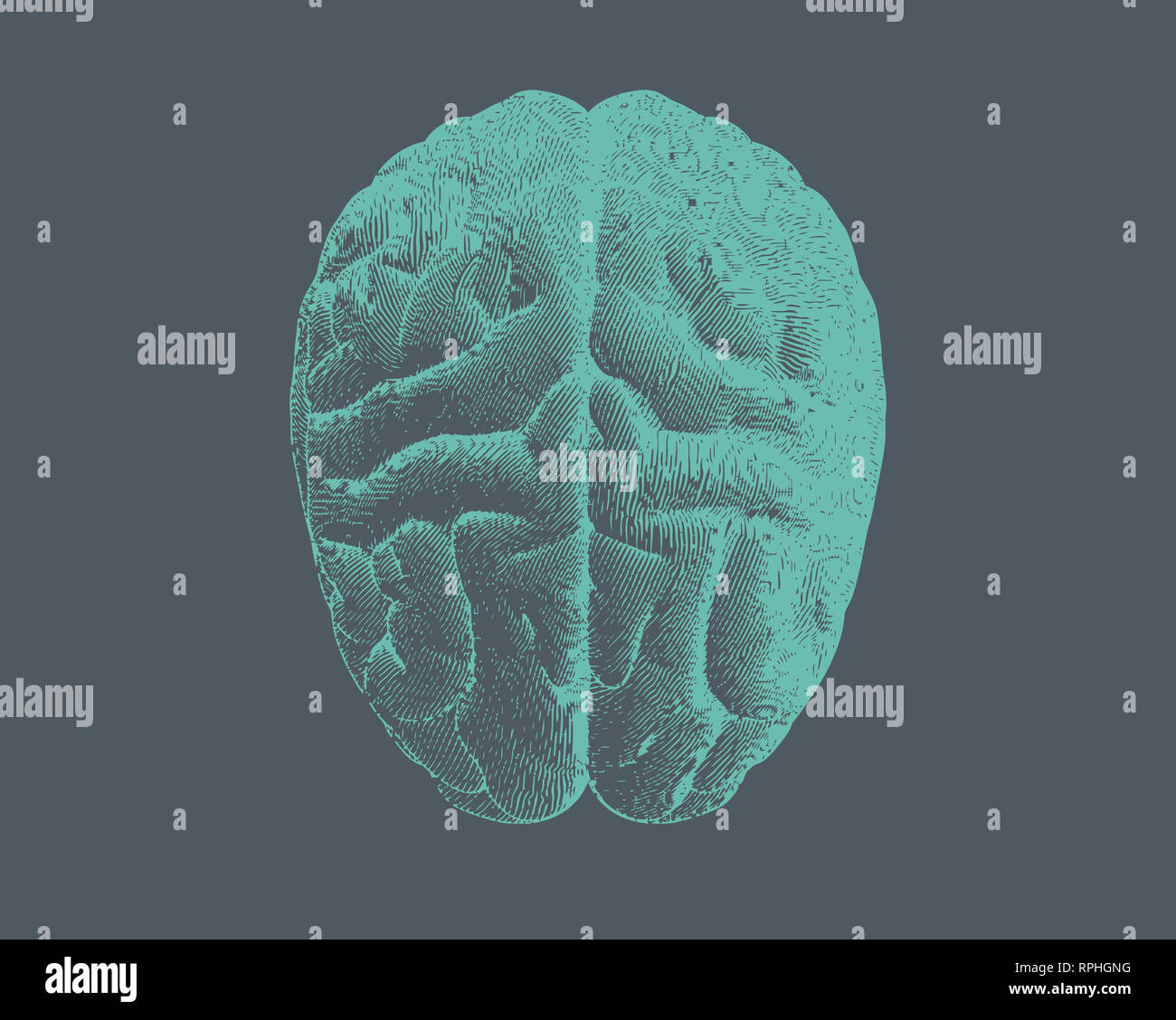 Brain map illustration vintage Banque de photographies et d’images à ...