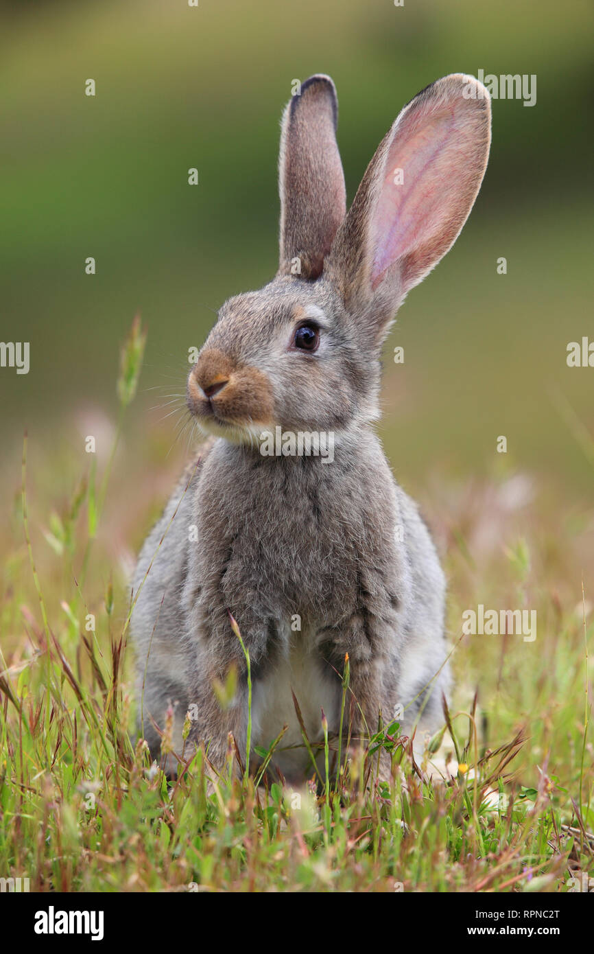 Rabbit ear Banque de photographies et d’images à haute résolution - Alamy