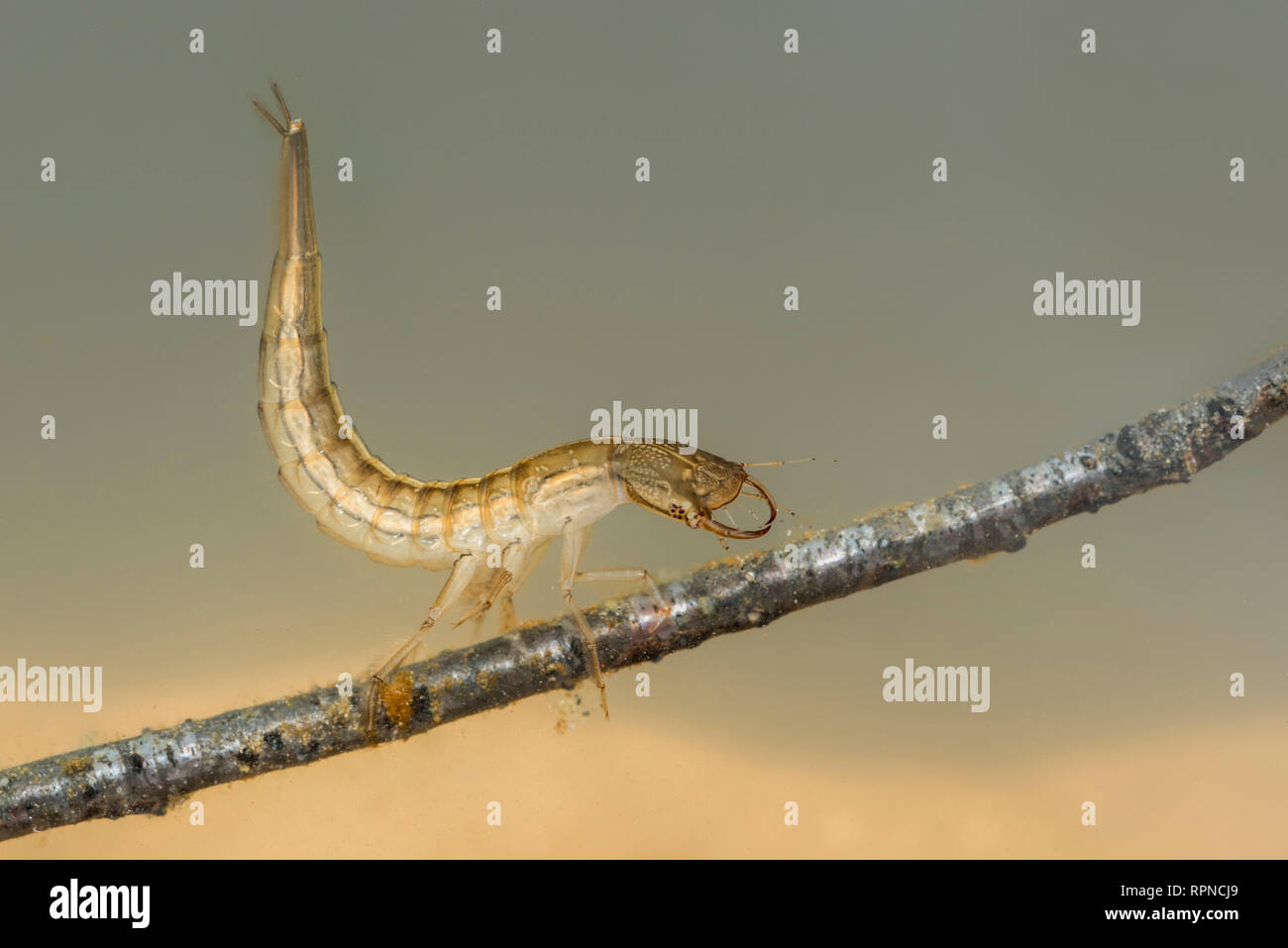 Insecte aquatique Banque de photographies et d’images à haute ...