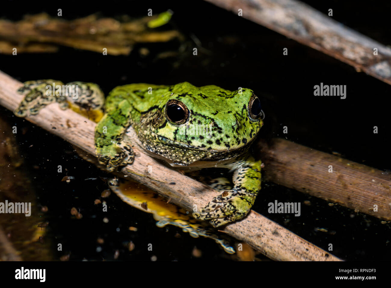 Hyla versicolor Banque de photographies et d’images à haute résolution ...