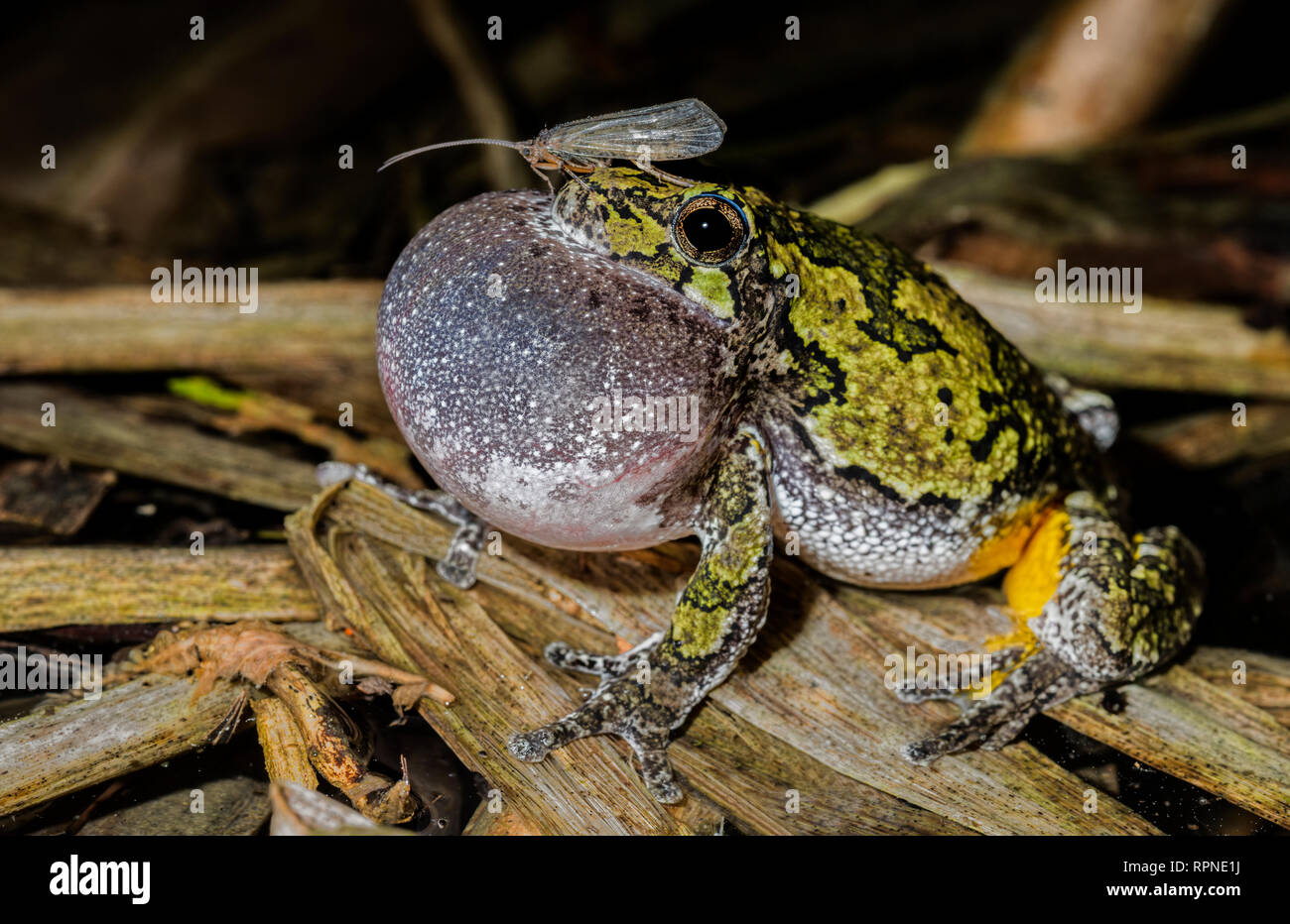 Hyla versicolor grenouille Banque de photographies et d’images à haute ...