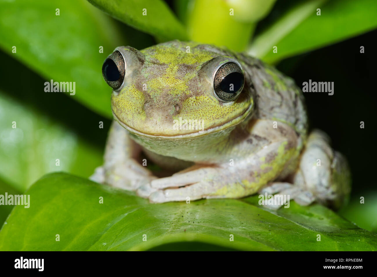 Grenouille Cubaine Banque d'image et photos - Alamy