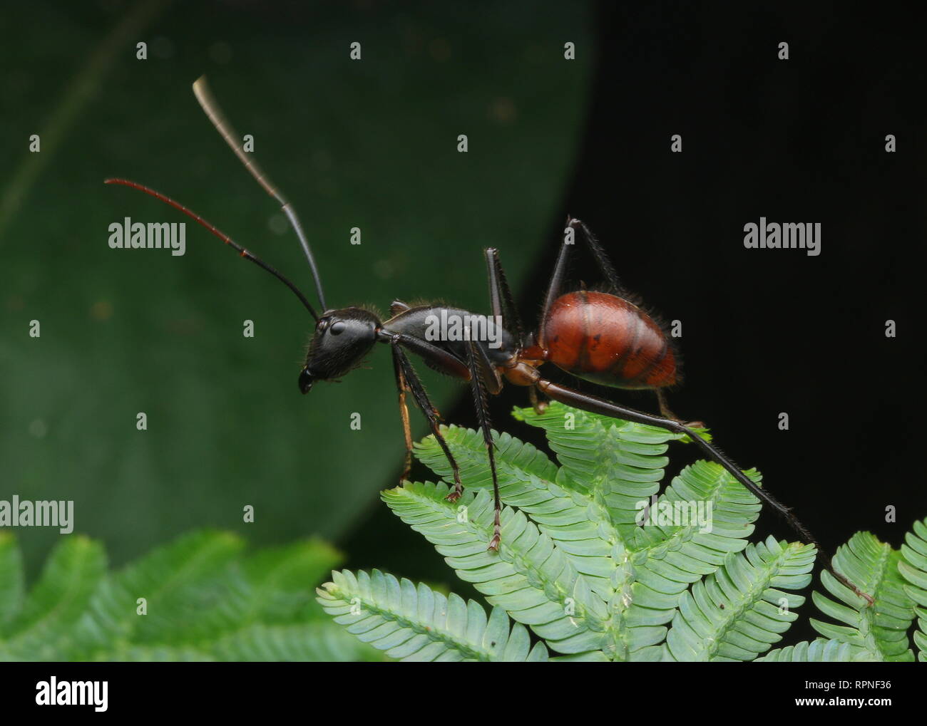 Dinomyrmex camponotus gigas Banque de photographies et d’images à haute ...