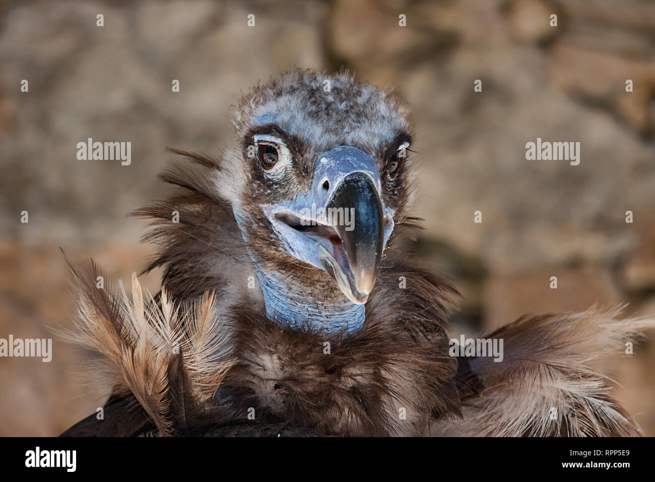 Vautour de l'ancien monde Banque de photographies et d’images à haute ...