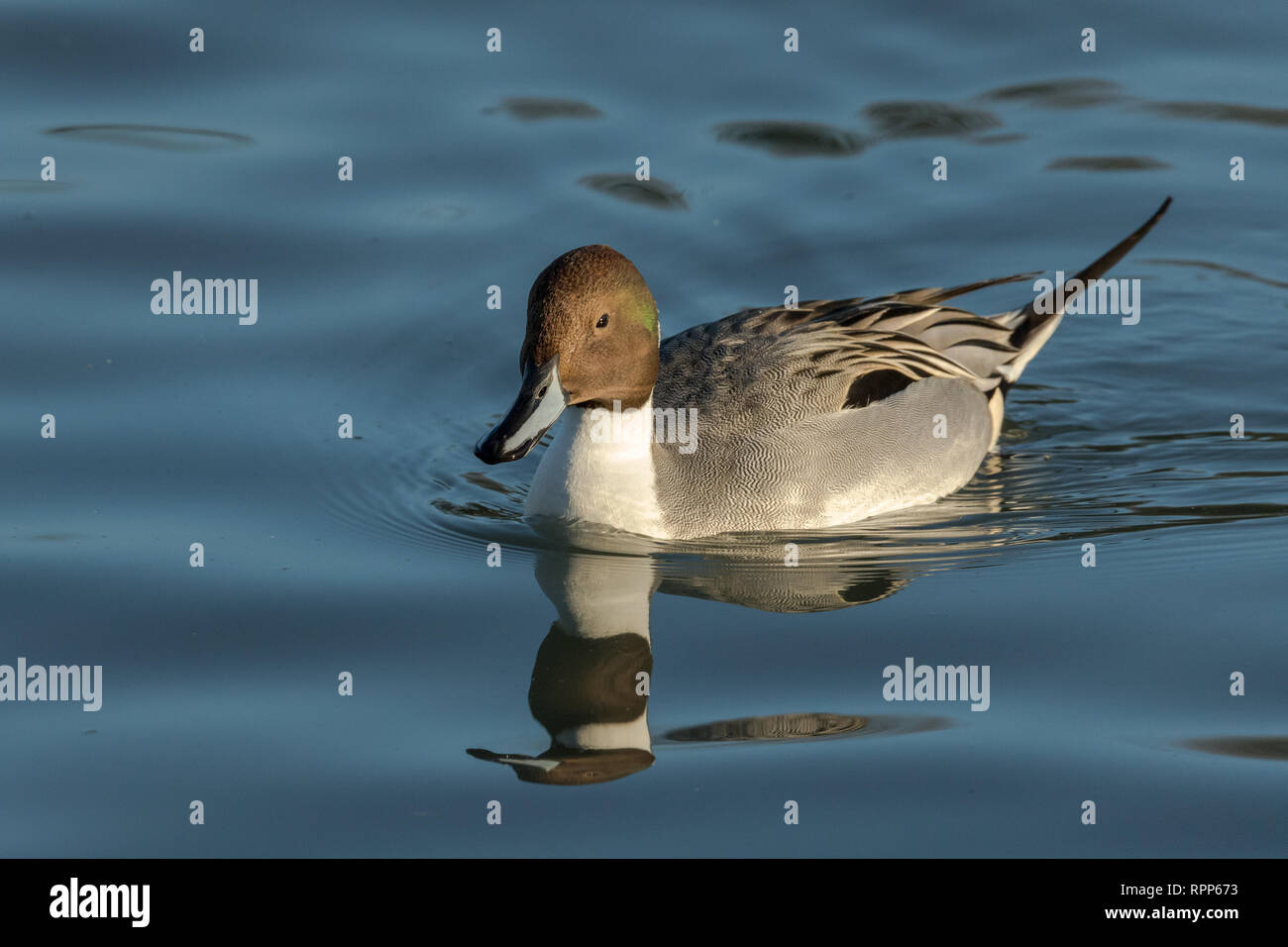 Alimentation du canard pilet nordique Banque de photographies et d ...