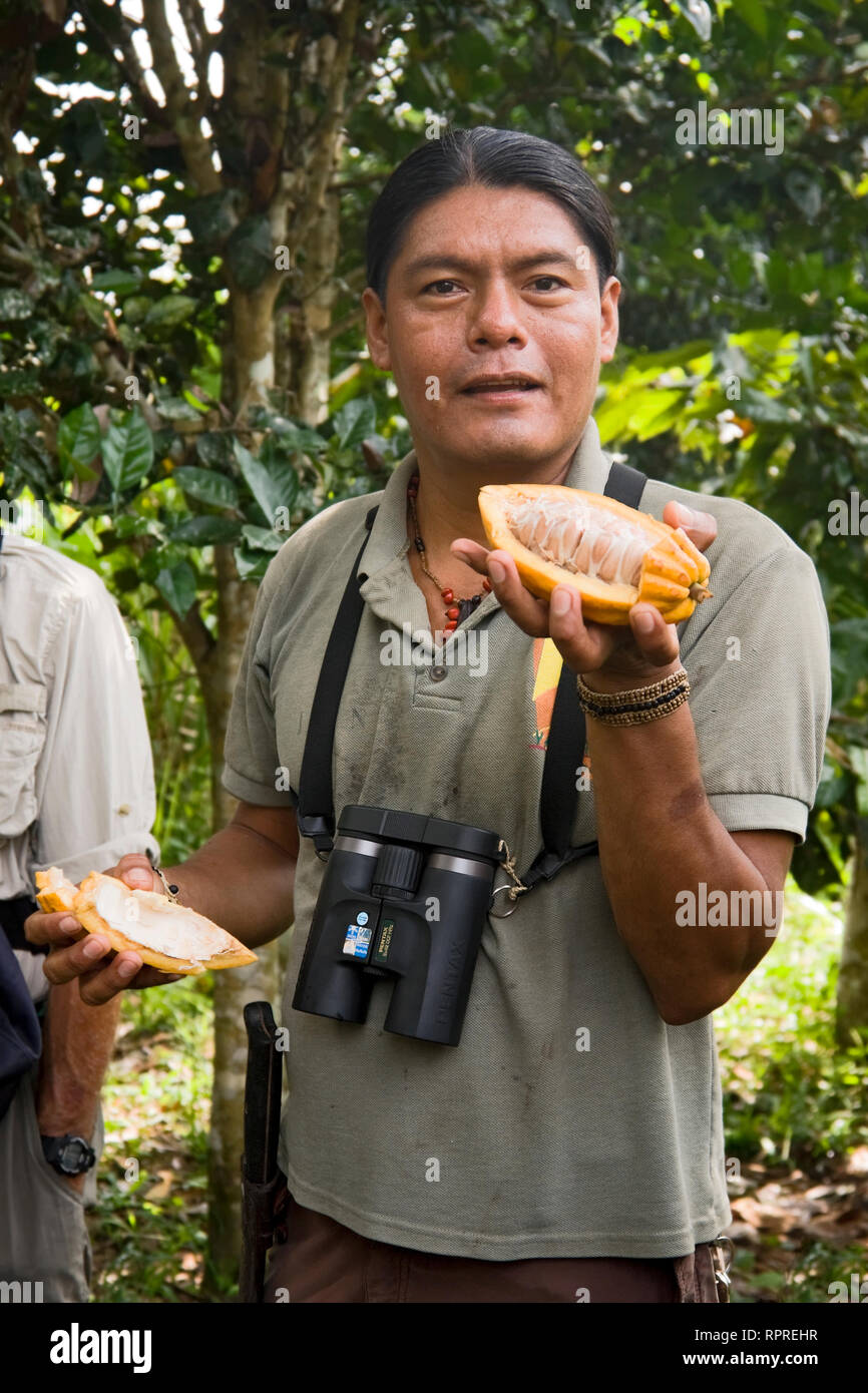 L'homme des populations autochtones, tient ouverte cabosse ; usine de ...