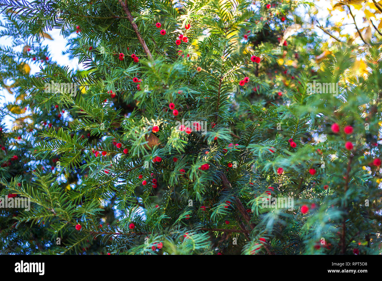 Fruits rouges toxiques Banque de photographies et d’images à haute ...