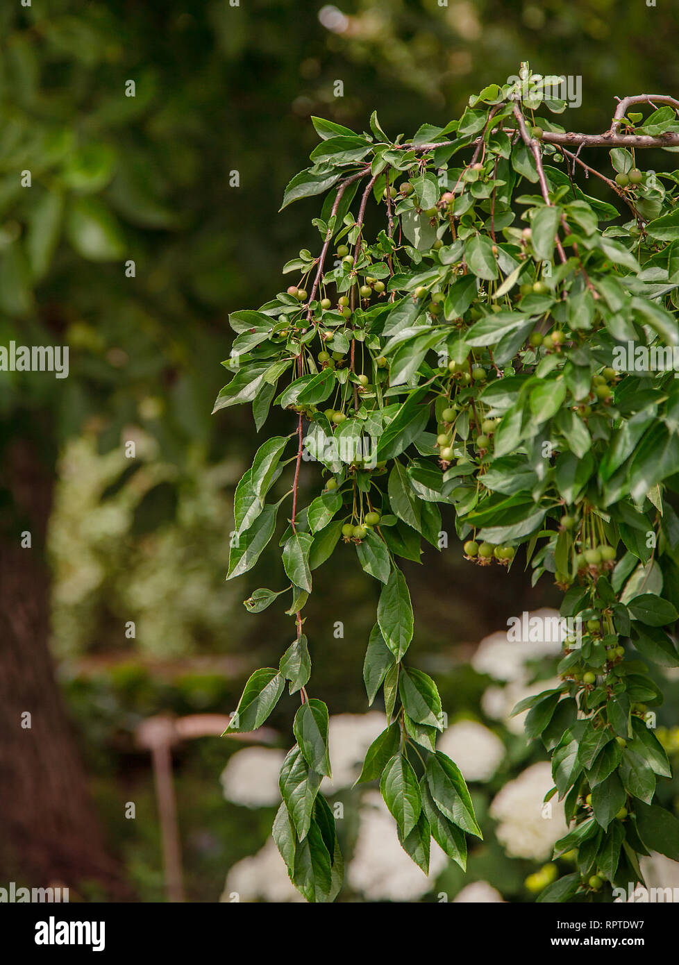 Pommes rainette Banque de photographies et d’images à haute résolution ...