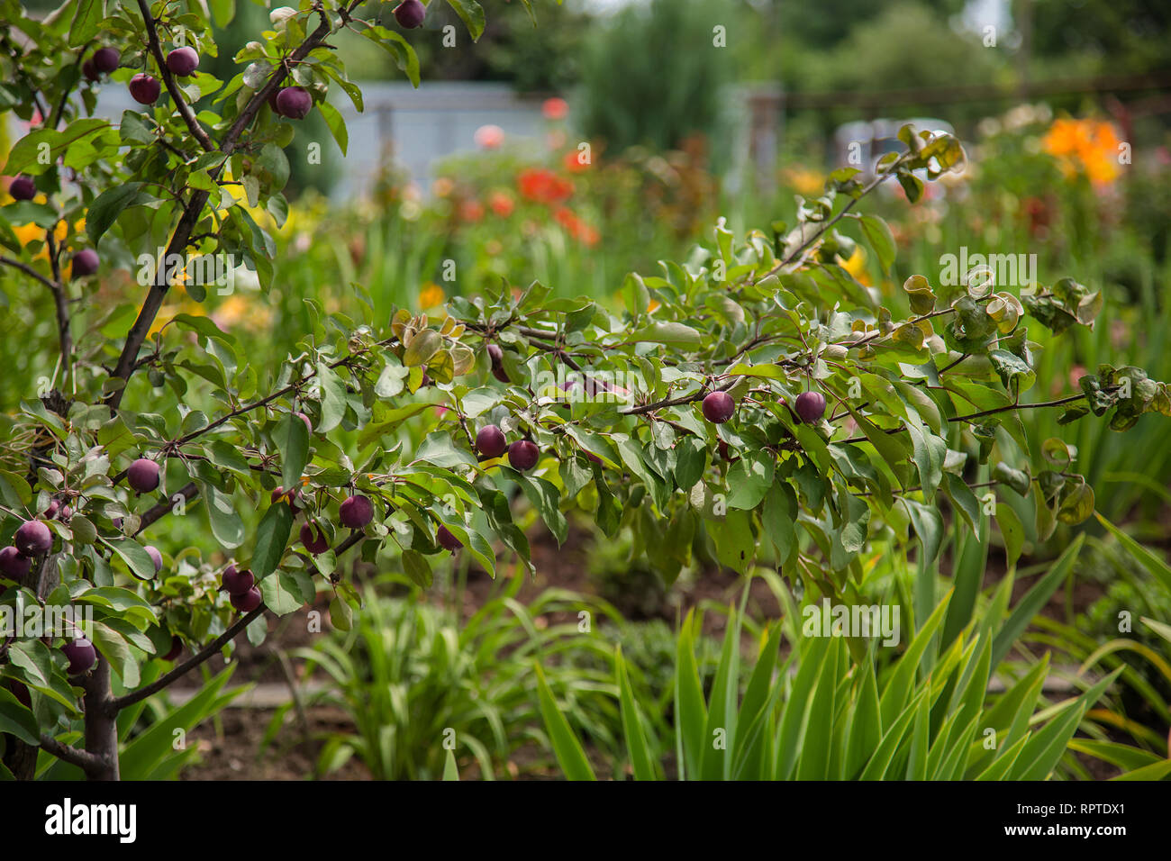 Pommes rainette Banque de photographies et d’images à haute résolution ...