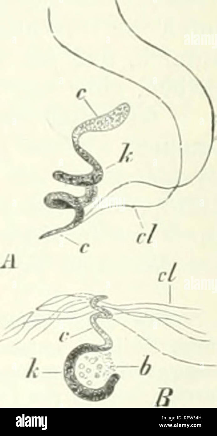 . Allgemeine Biologie. Biologie ; les cellules. Fig. 10.5. Fig. lO ...