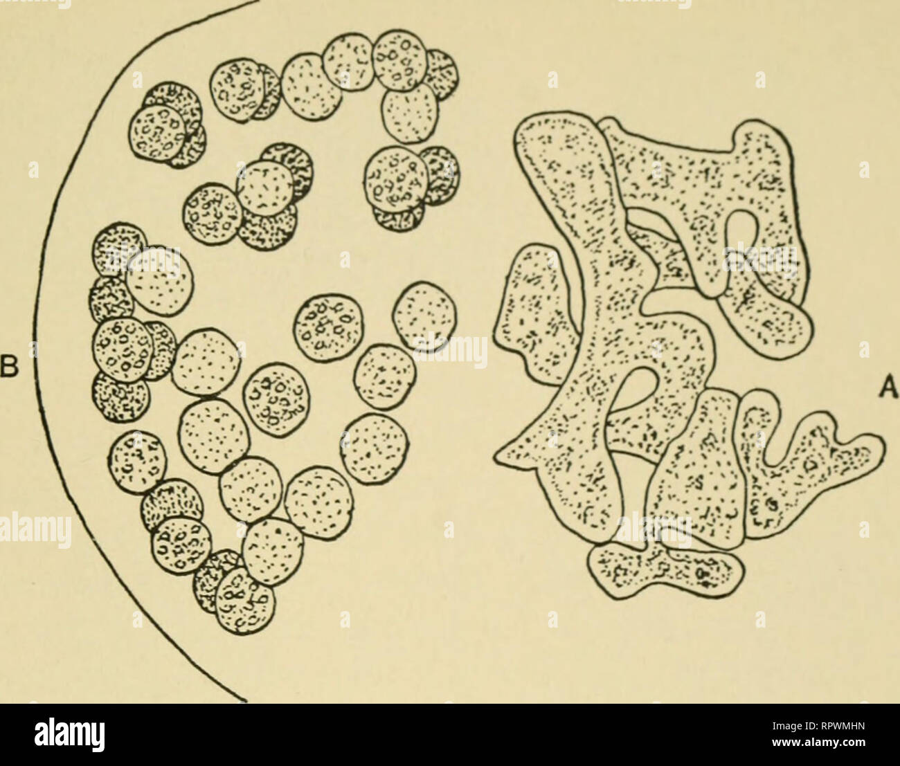 Microcystis aeruginosa Banque de photographies et d’images à haute ...