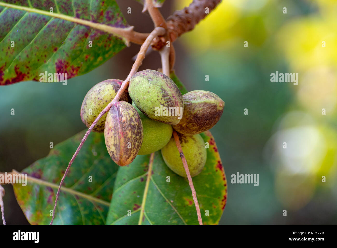 Indian almond tree Banque de photographies et d’images à haute ...