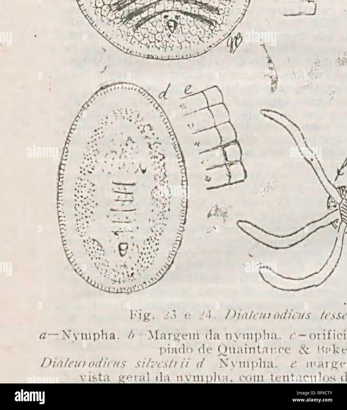 . Aleyrodideos do Brasil : catalogo descriptivo-homopteros hemipteros ...