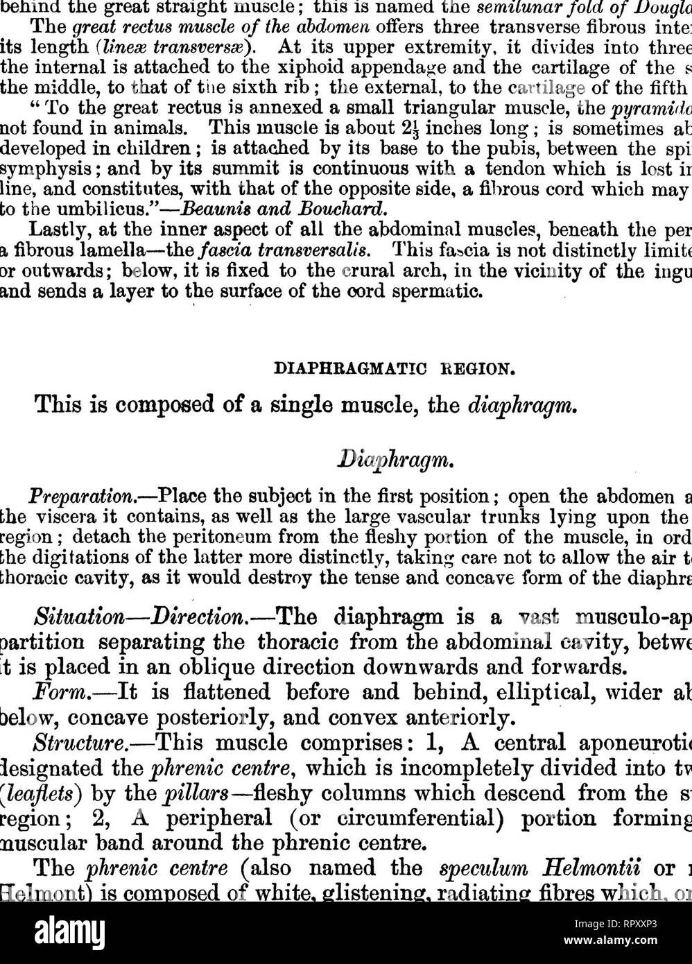 Musculos del tronco posterior Banque de photographies et d’images à ...