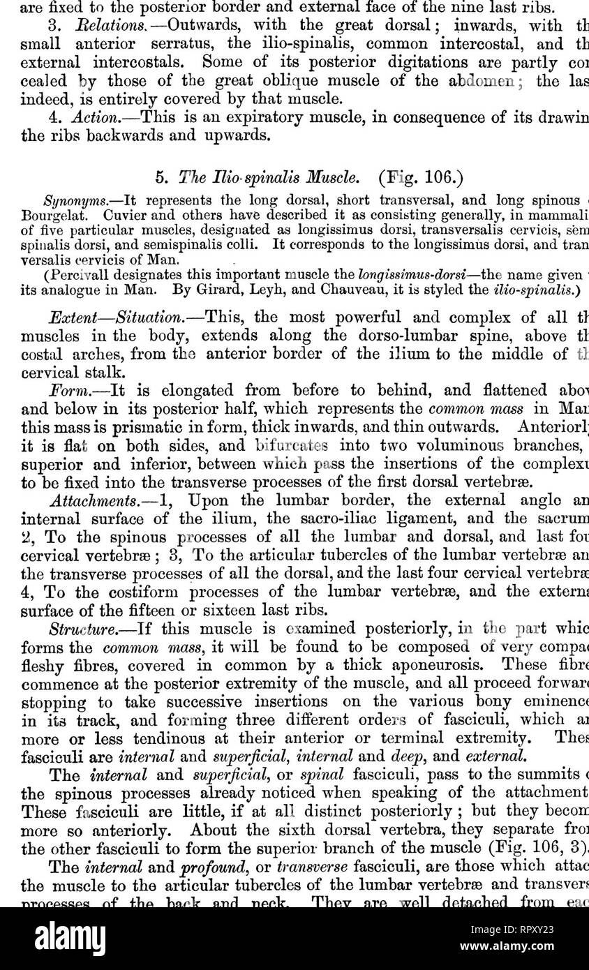 Anatomie du muscle intercostal Banque d'images noir et blanc - Alamy