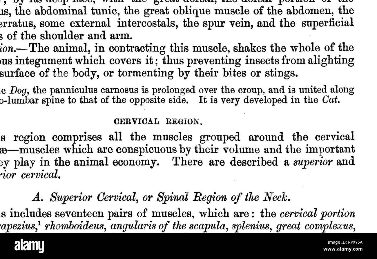 Dentelé de omoplate Banque de photographies et d’images à haute ...