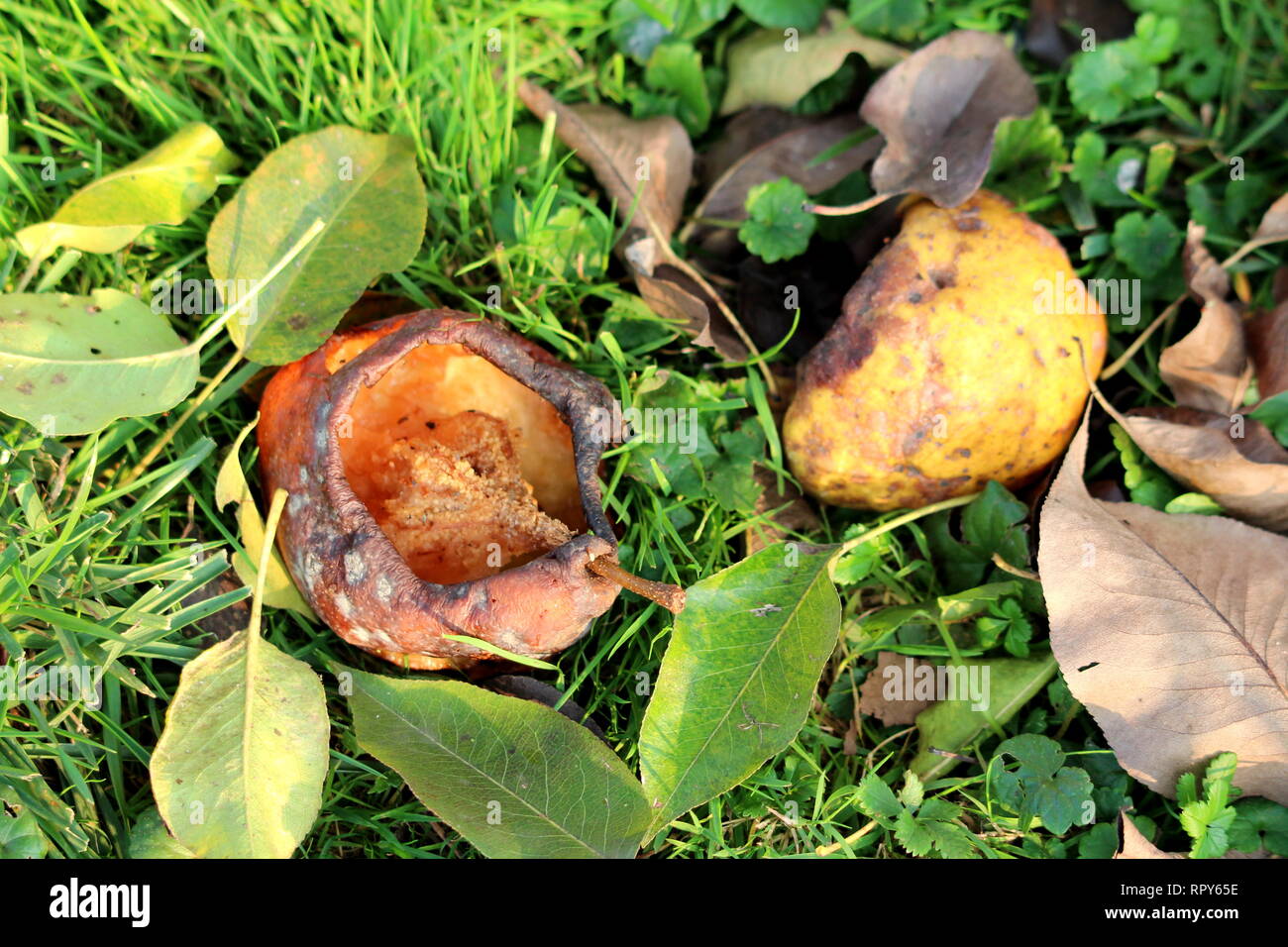 Poire Pourrie Banque d'image et photos - Alamy