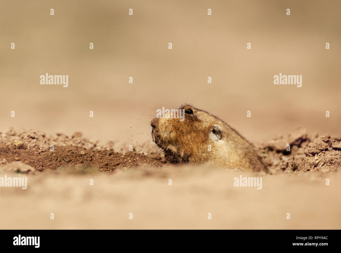 Rat taupier Banque de photographies et d’images à haute résolution - Alamy