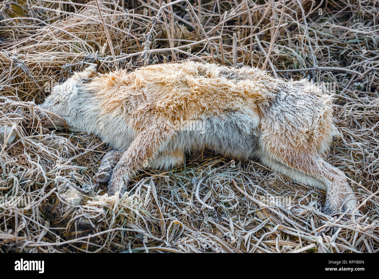 Chien mort vivant Banque de photographies et d’images à haute ...
