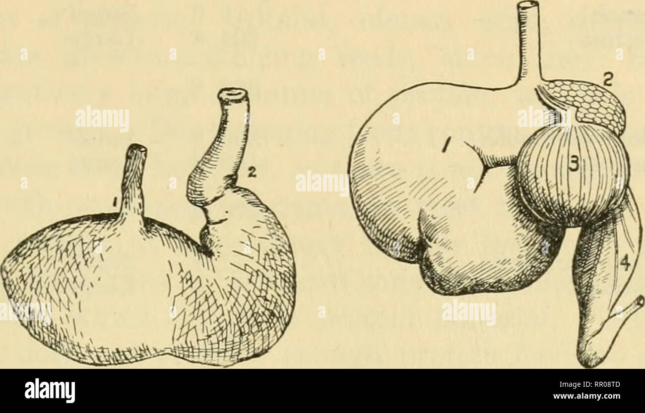 Intestin grêle cheval Banque de photographies et d’images à haute ...