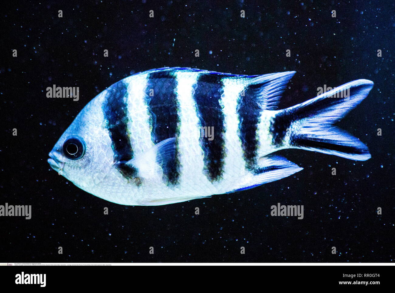 Seychelles fish Banque de photographies et d’images à haute résolution ...