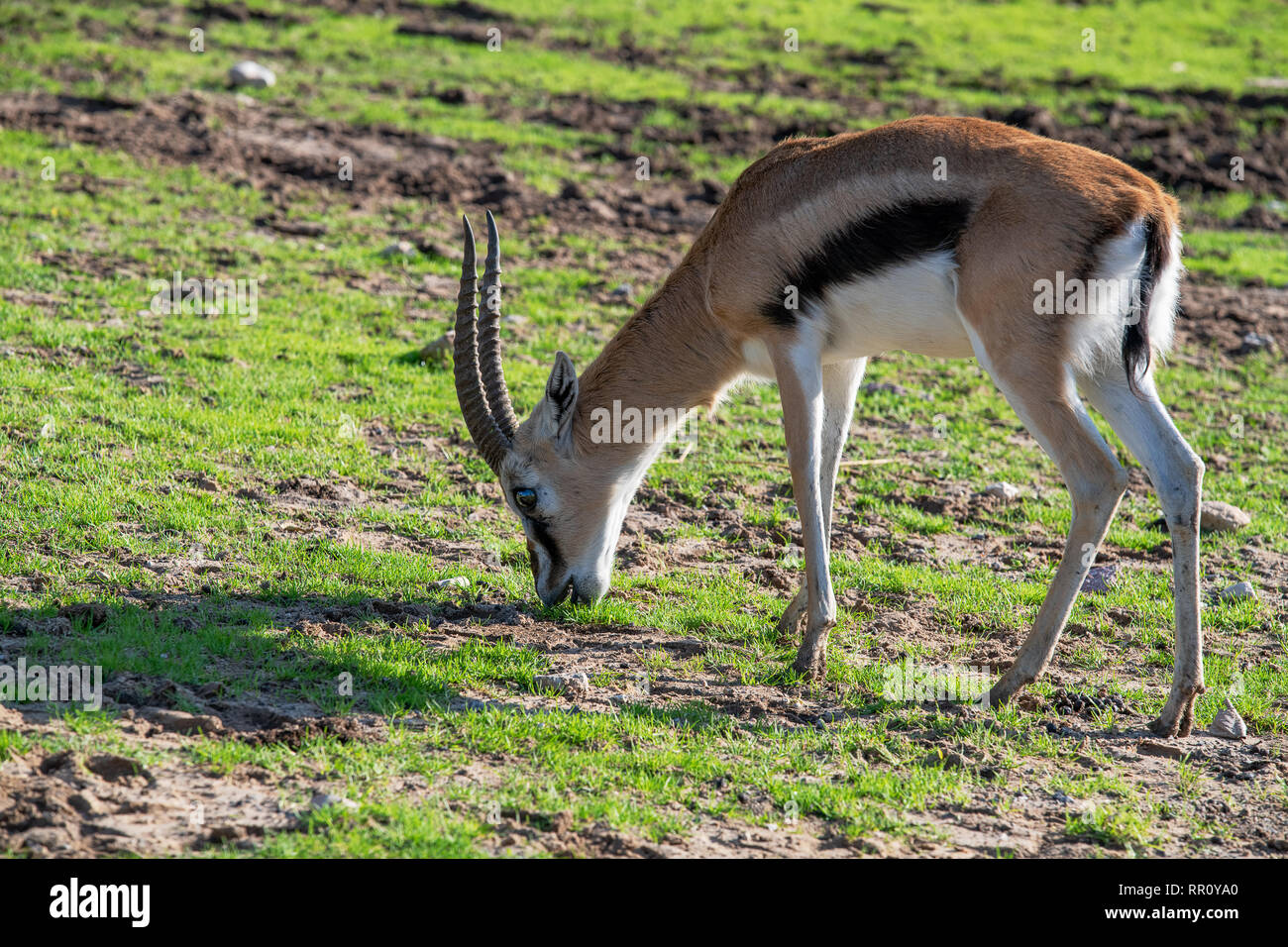 National Animal Of Israel Banque d'image et photos - Alamy
