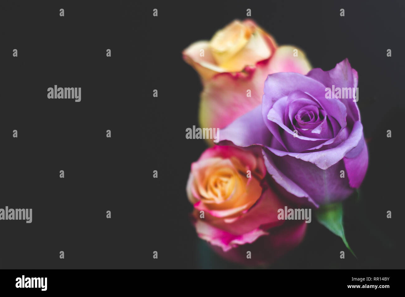 Roses avec espace de copie Banque de photographies et d’images à haute ...