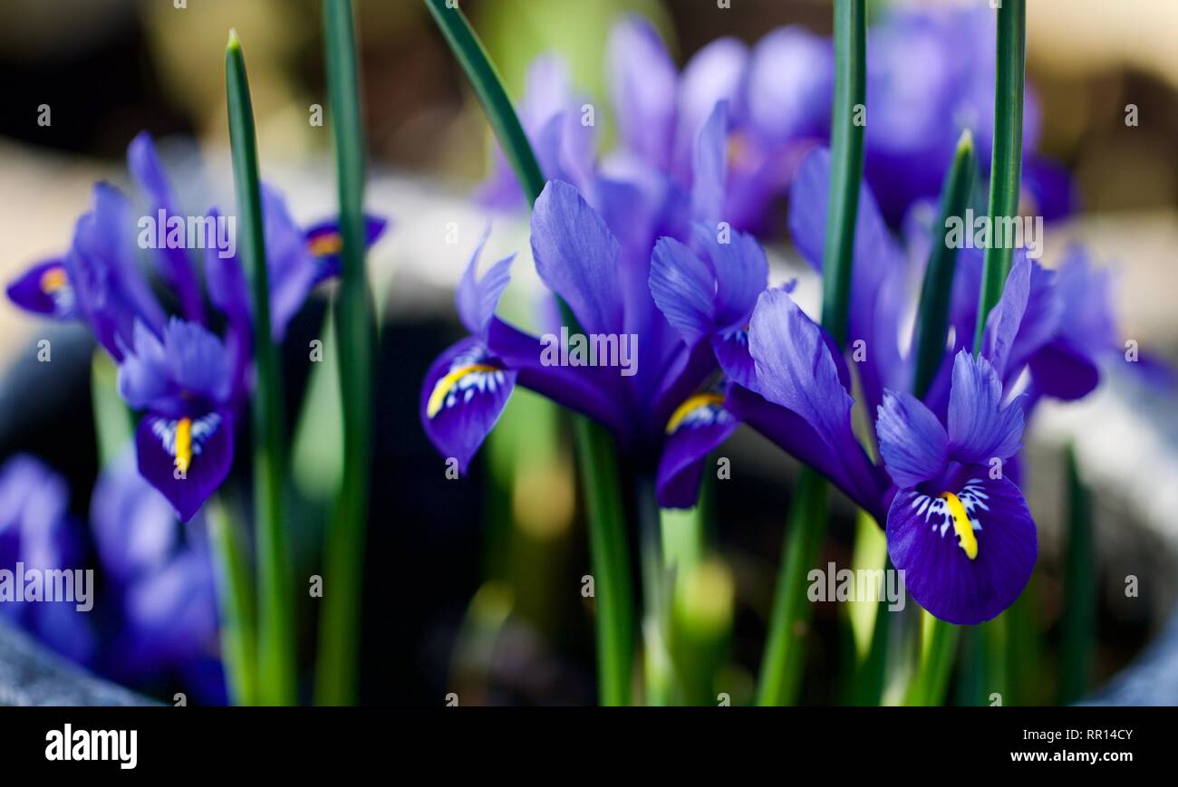 Iris reticulata bleu et blanc Banque de photographies et d’images à ...