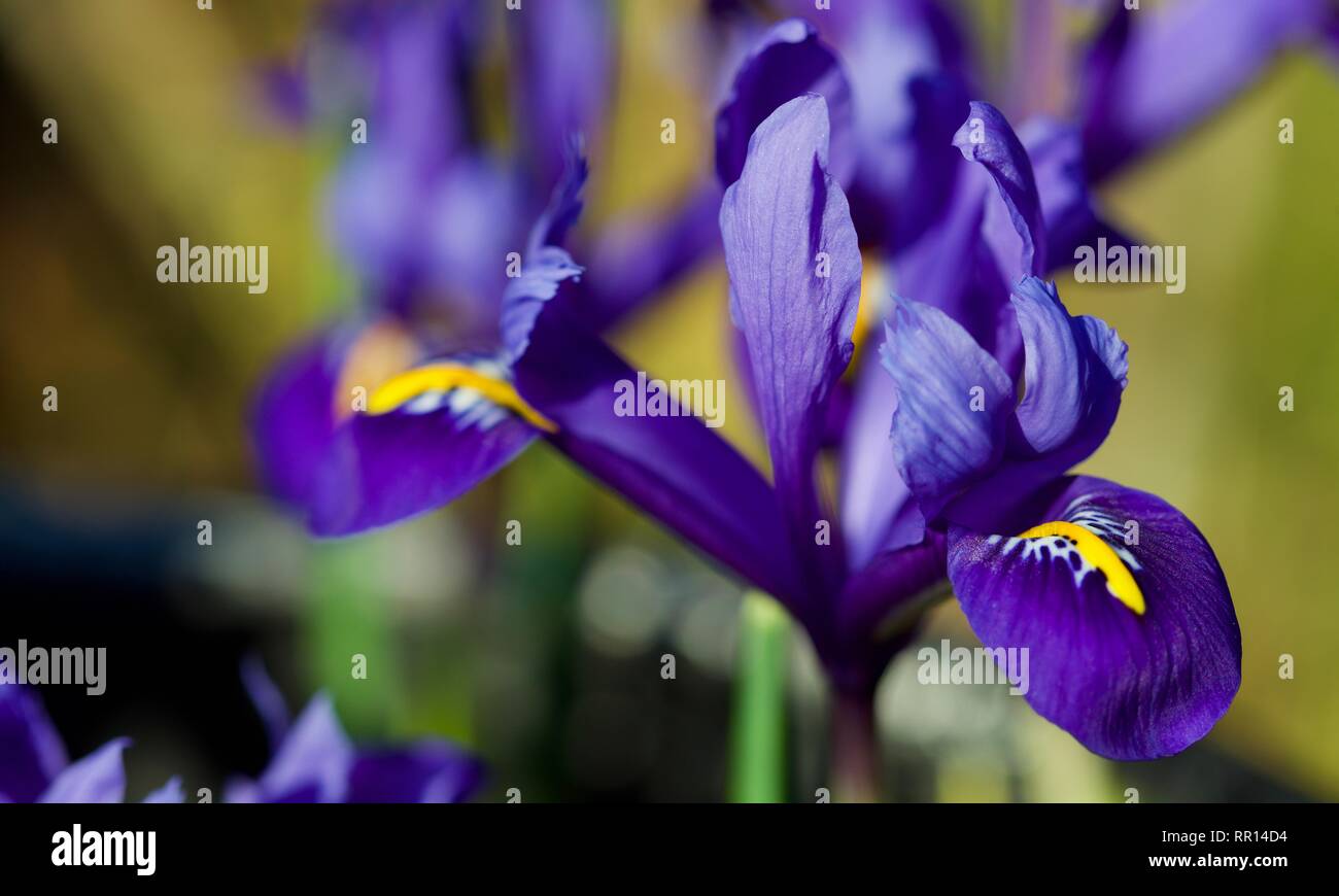 Iris reticulata bleu et blanc Banque de photographies et d’images à ...