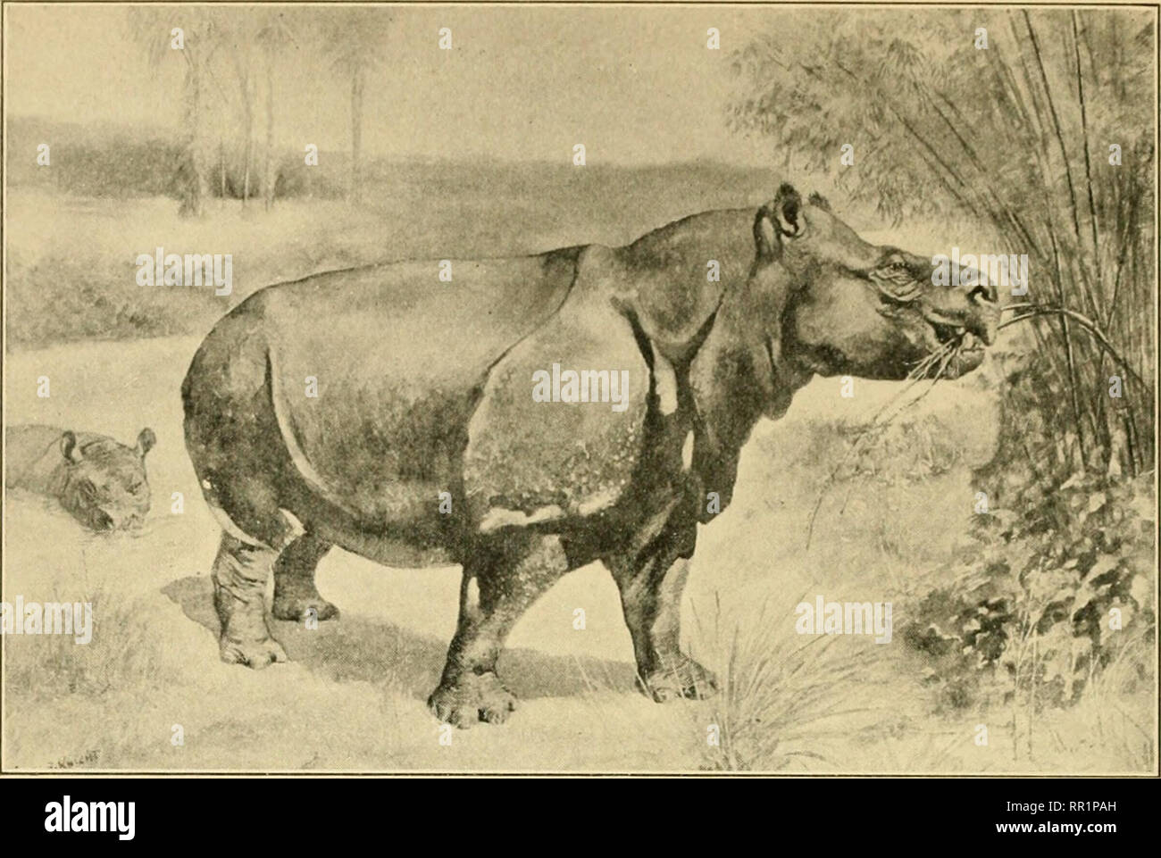 . L'âge des mammifères d'Europe, d'Asie et d'Amérique du Nord. Les ...