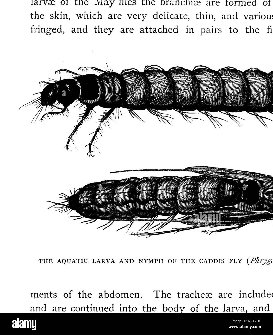 . Les transformations (ou métamorphoses) d'insectes. Les insectes ...