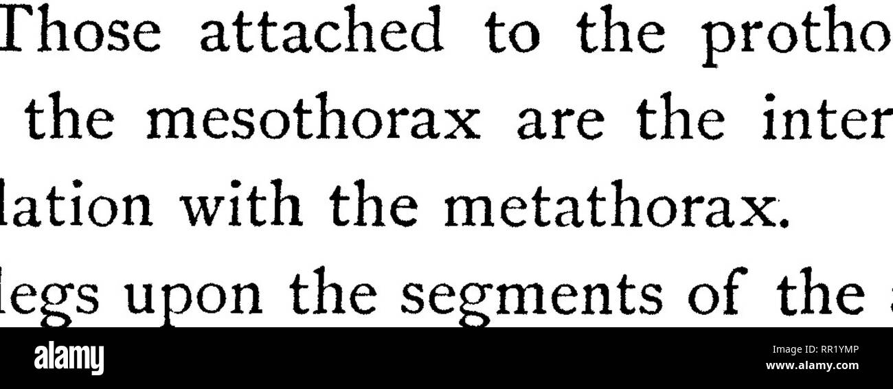 Métamorphose abeille Banque d'images noir et blanc - Alamy
