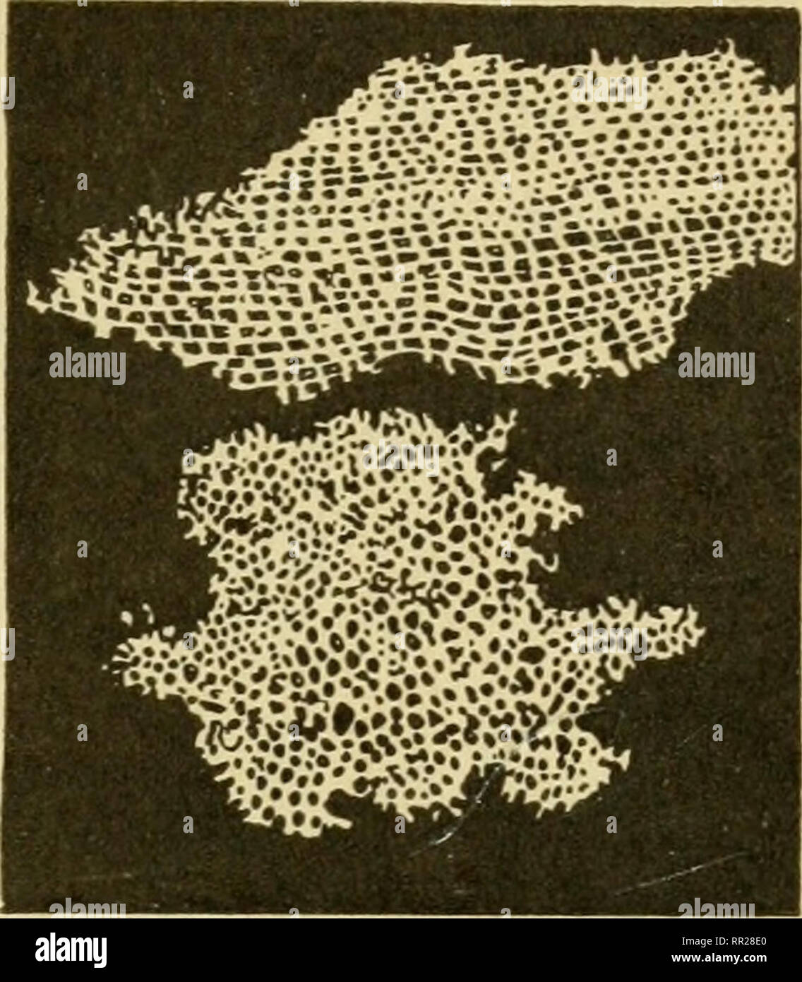 . Biologie avancée. Biologie ; physiologie ; la reproduction. Chapitre ...