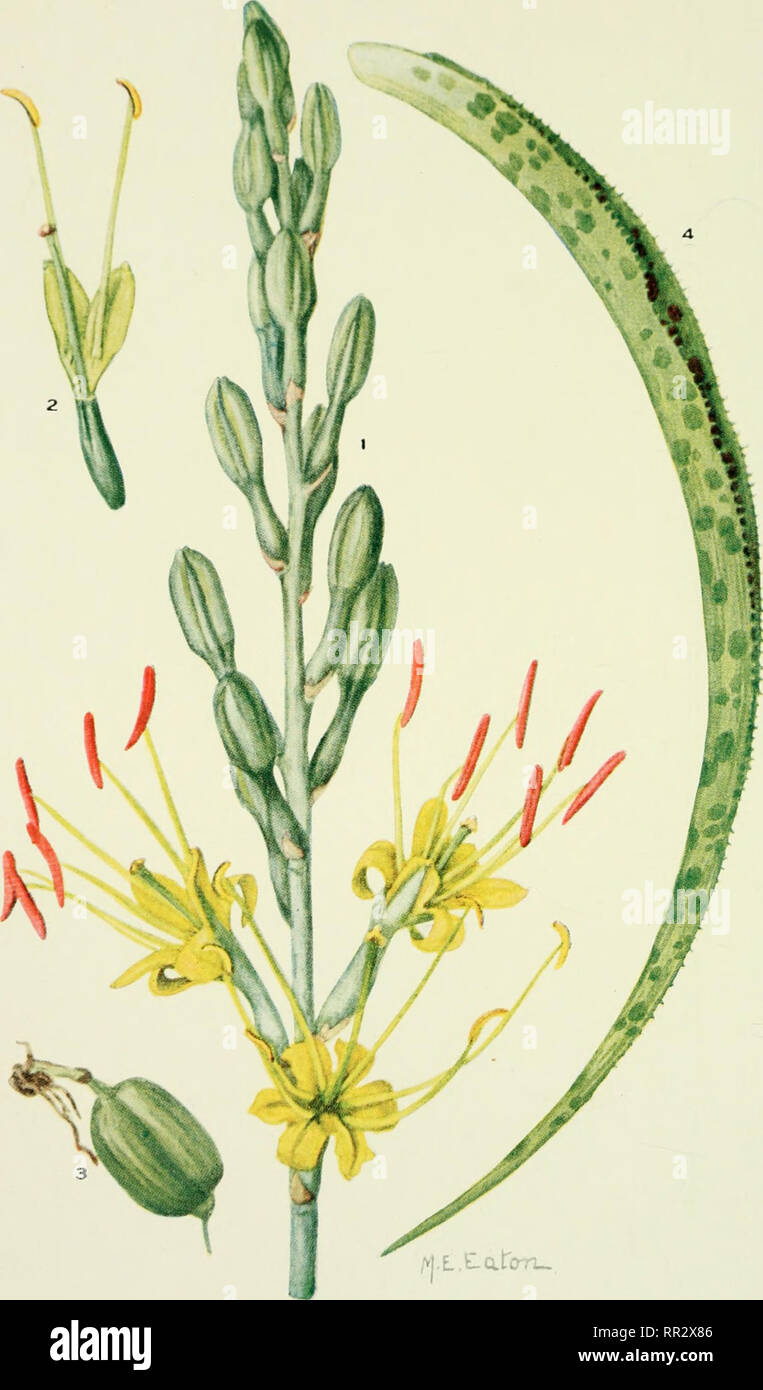 Manfreda variegata Banque de photographies et d’images à haute ...