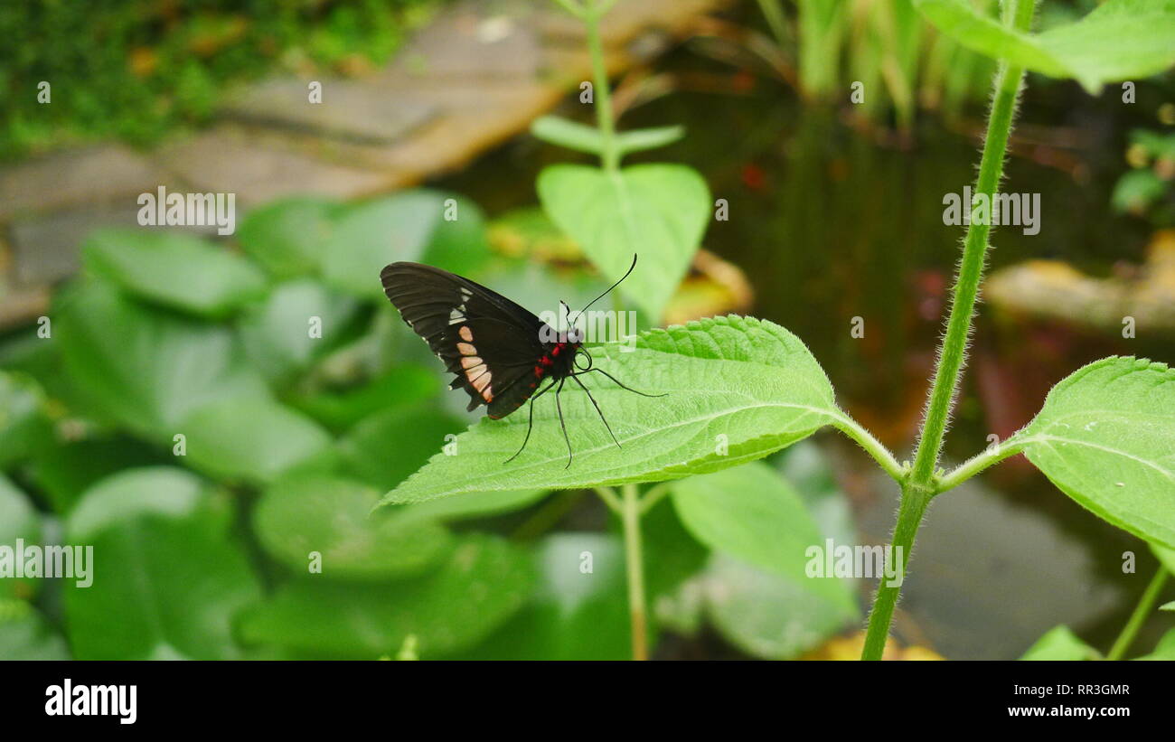 Papillon Amiral (Limenitis Camilla), côté noir profile papillons ...