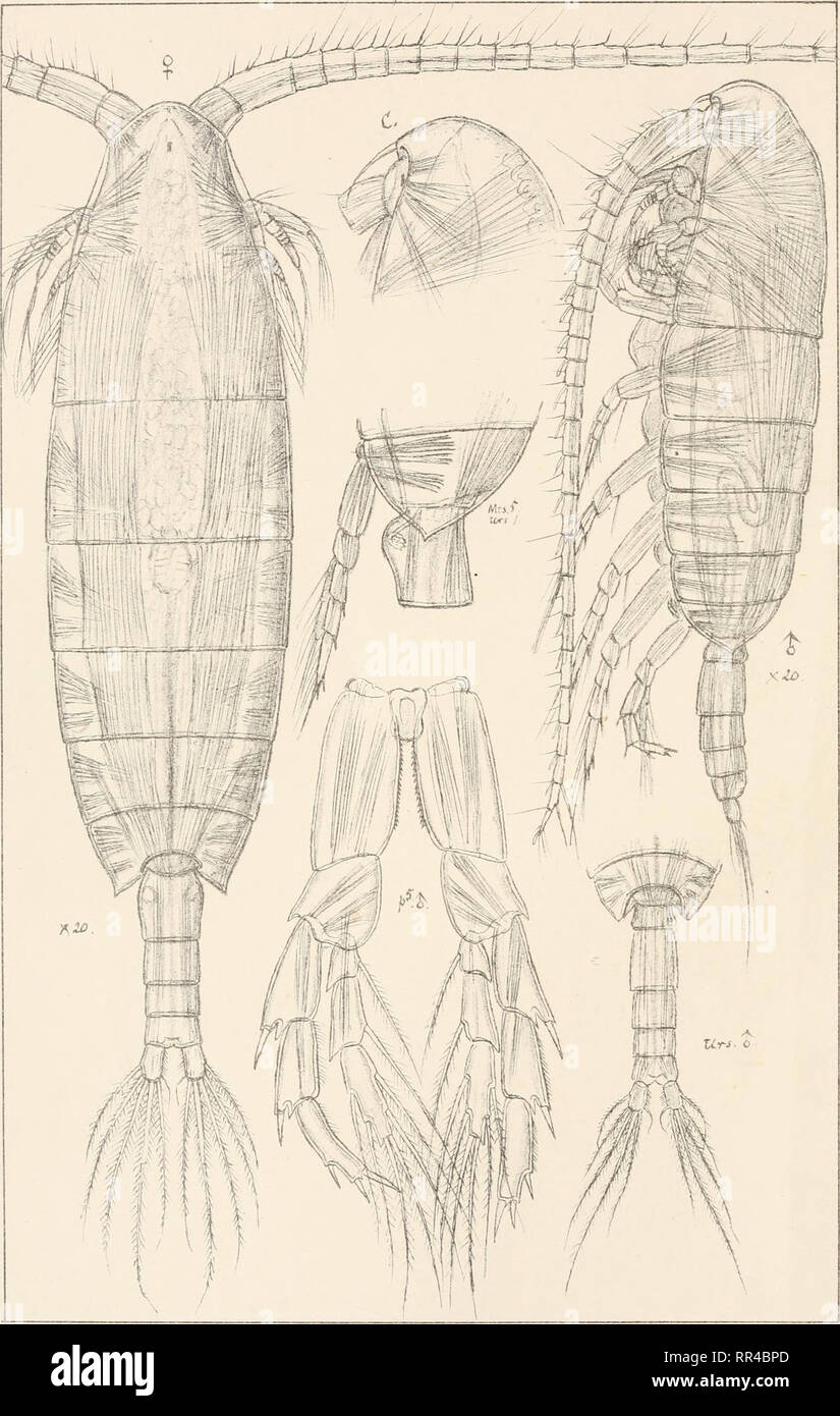 Calanus hyperboreus Banque de photographies et d’images à haute ...