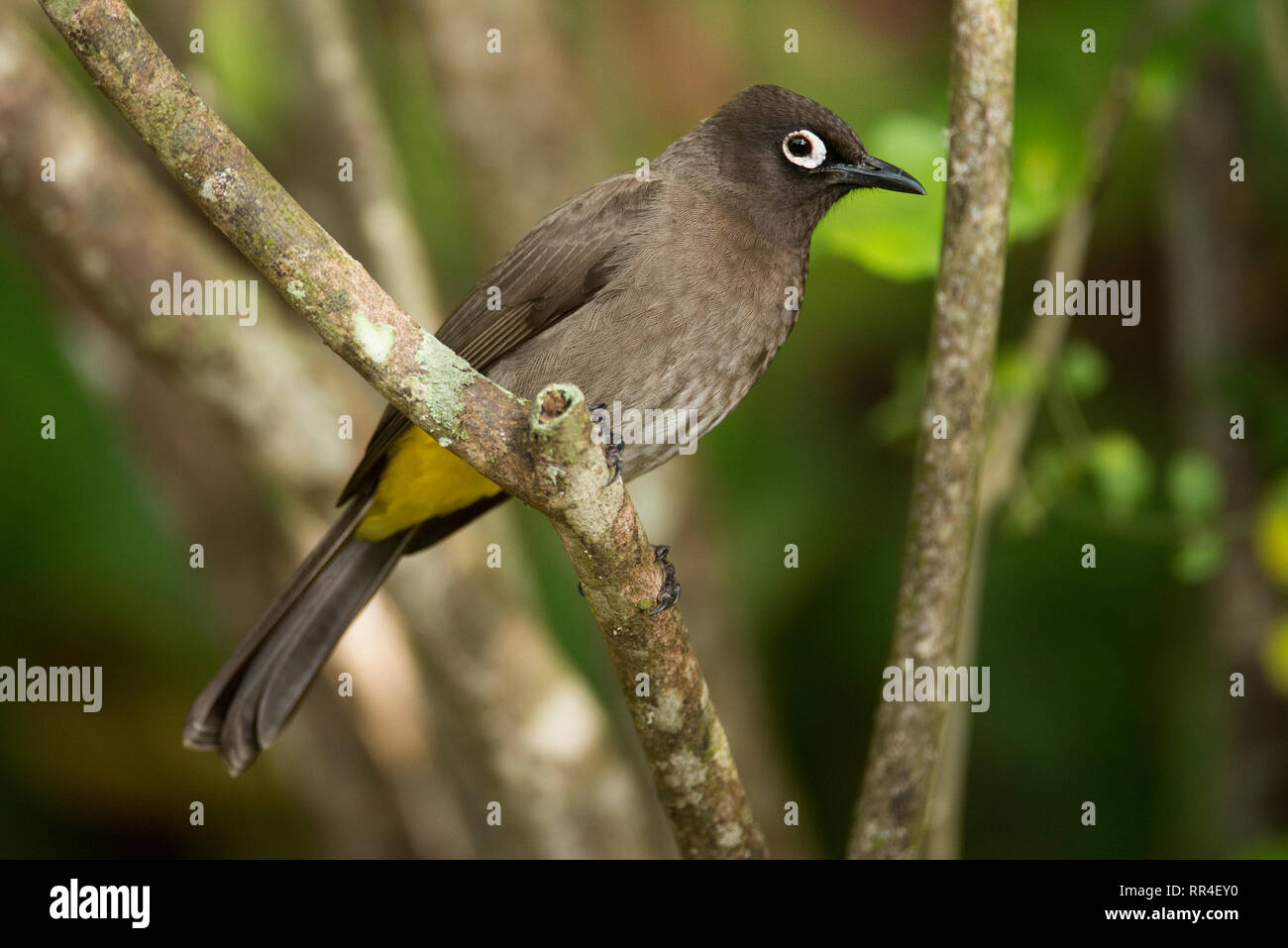 Cap bulbul pycnonotus capensis Banque de photographies et d’images à ...