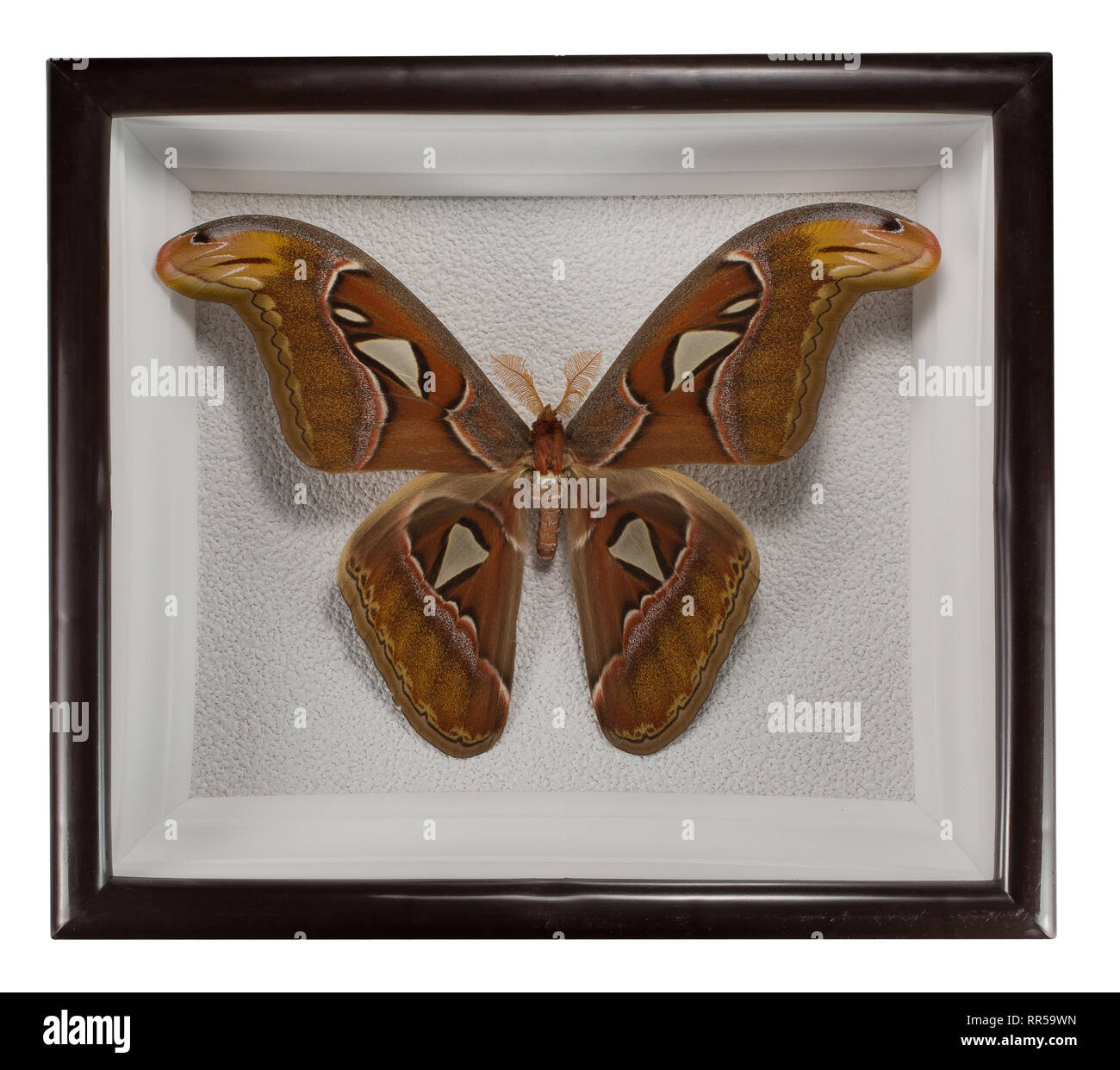 Atlas papillon attacus atlas Banque de photographies et d’images à ...
