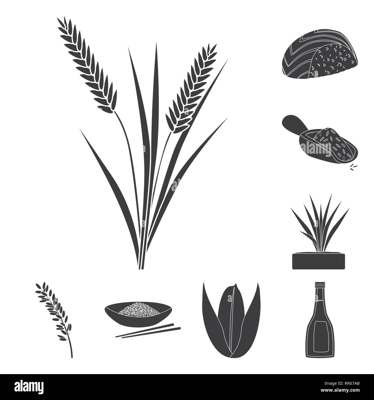 Des grains de riz,,ecope,panicule épillet,plaque,sauce,bouillie,soja ...