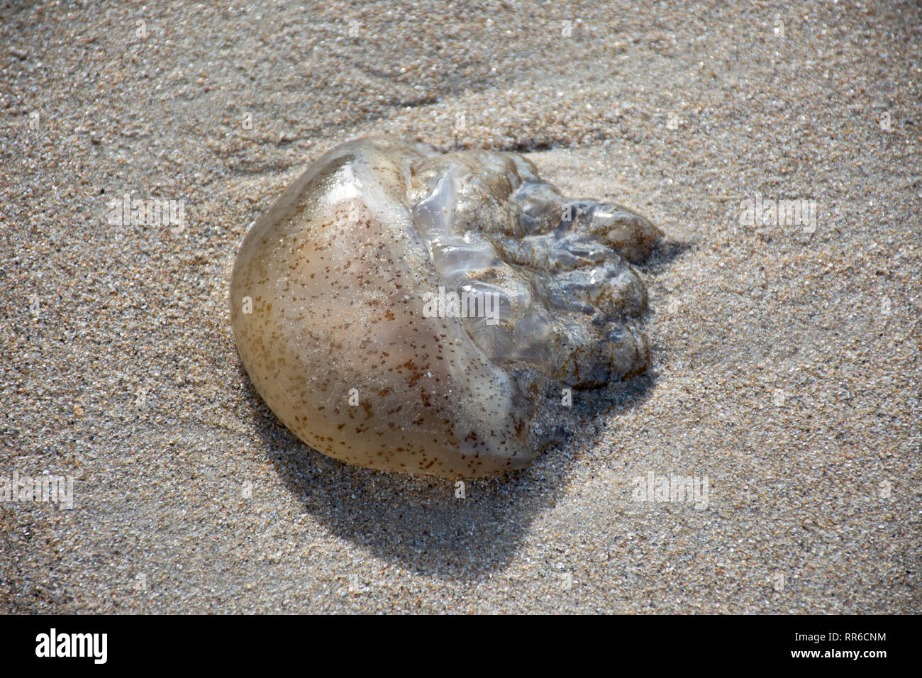 Méduse sur la plage Banque de photographies et d’images à haute ...