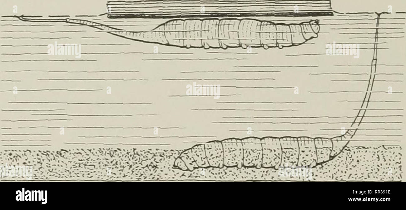 . Les insectes, leurs moyens de vie. Les insectes. Les insectes de l ...