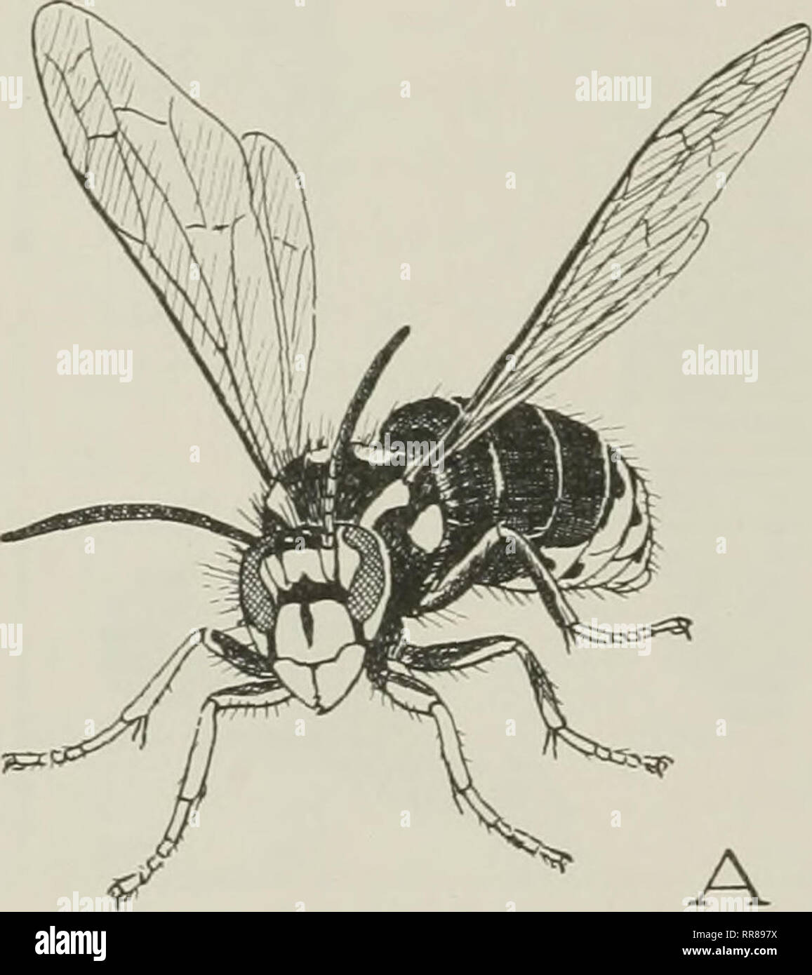 Vespula maculata Banque de photographies et d’images à haute résolution ...