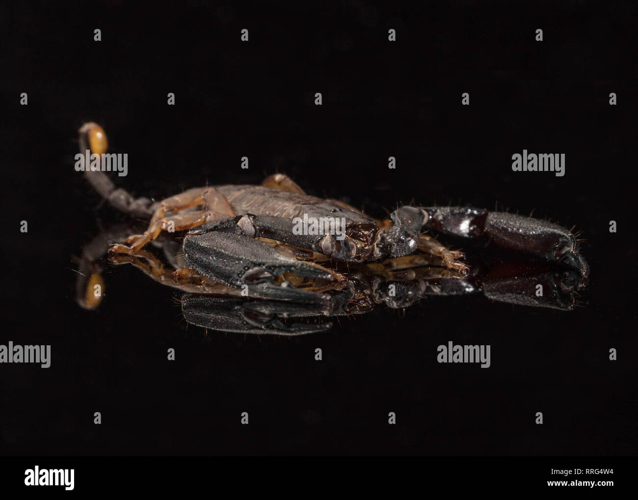 Faune australienne Banque de photographies et d’images à haute ...