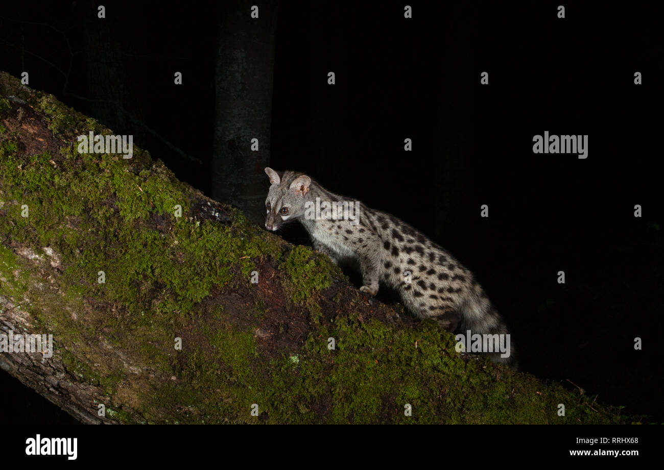 Genette commune Banque de photographies et d’images à haute résolution ...