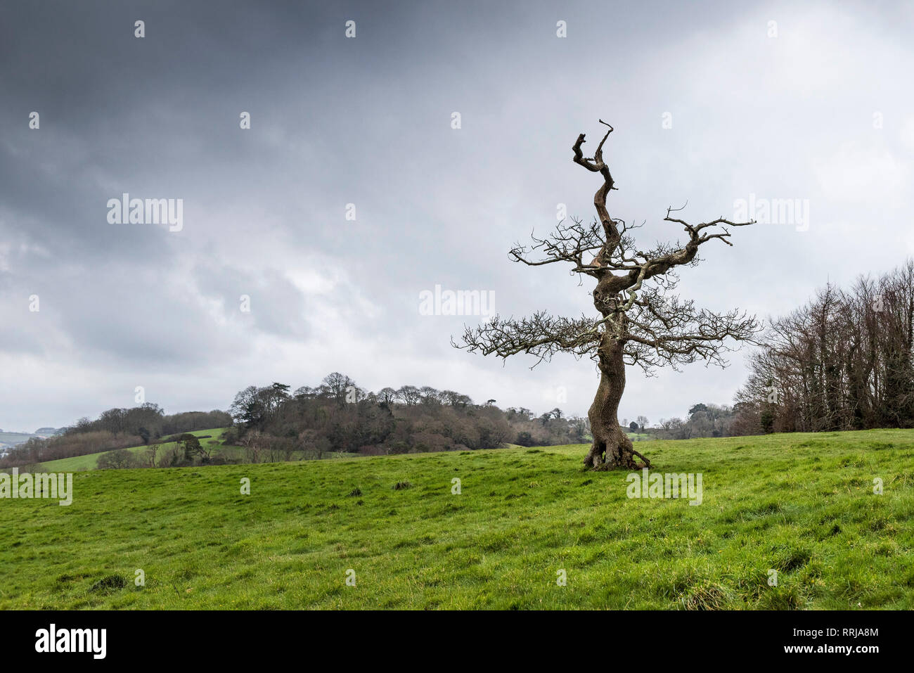 Chêne sessile quercus petraea Banque de photographies et d’images à ...