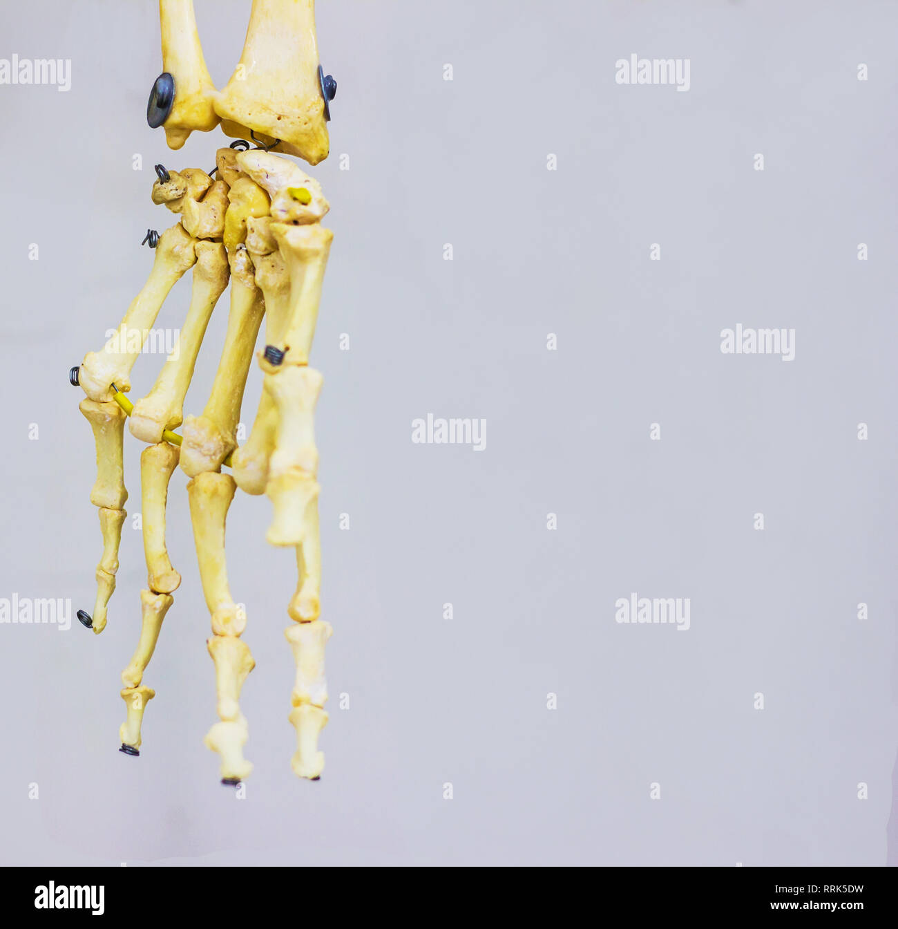 Os carpiens articulée montrant la main de l'anatomie en fond blanc ...