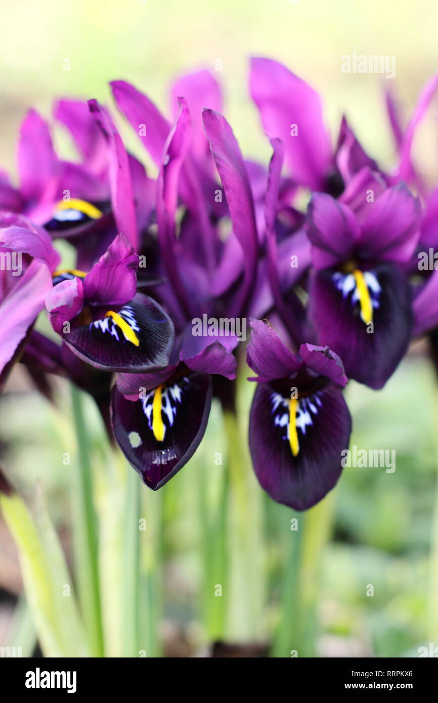 Iris reticulata george Banque de photographies et d’images à haute ...