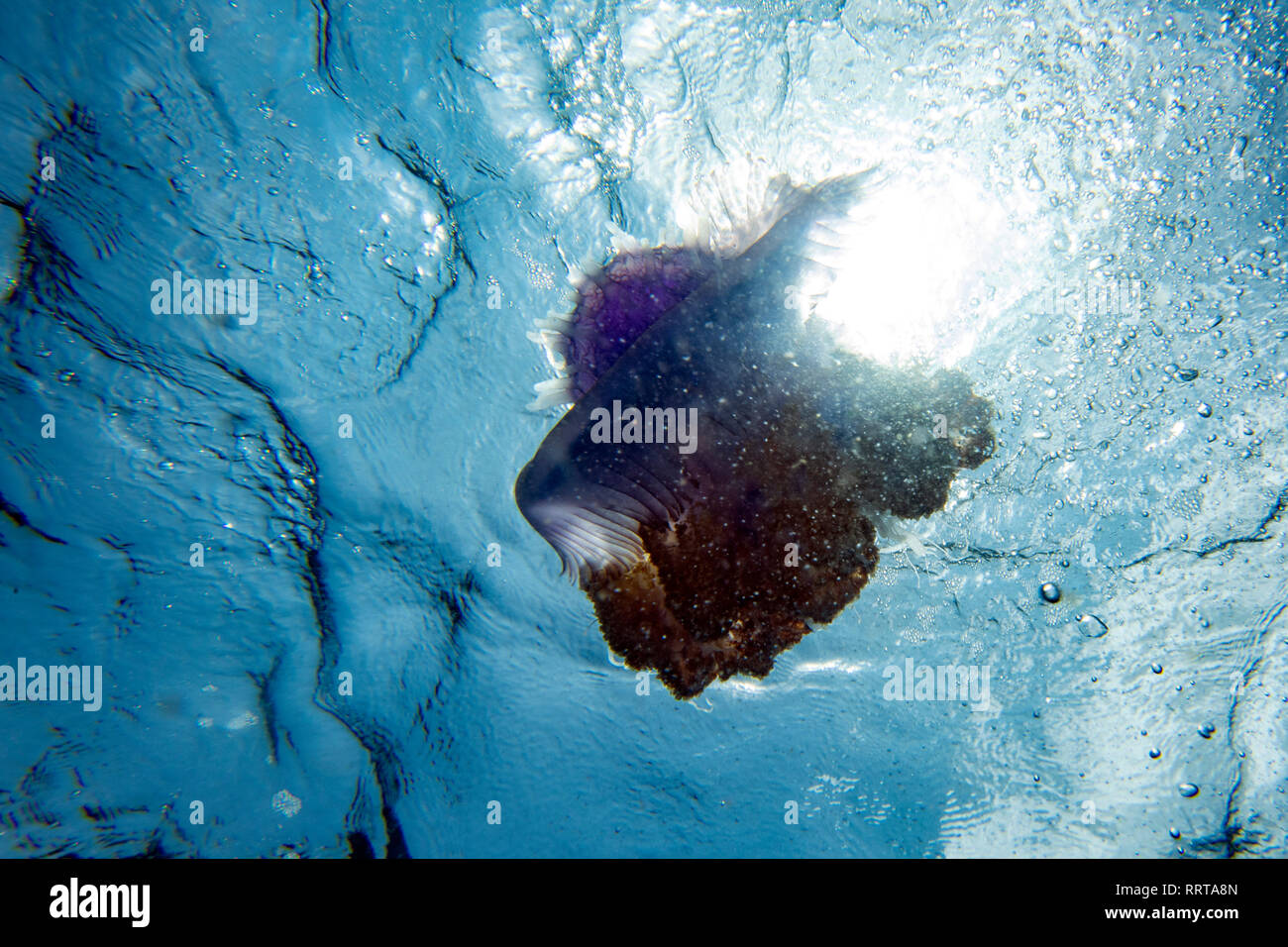 Méduse géante Banque de photographies et d’images à haute résolution ...