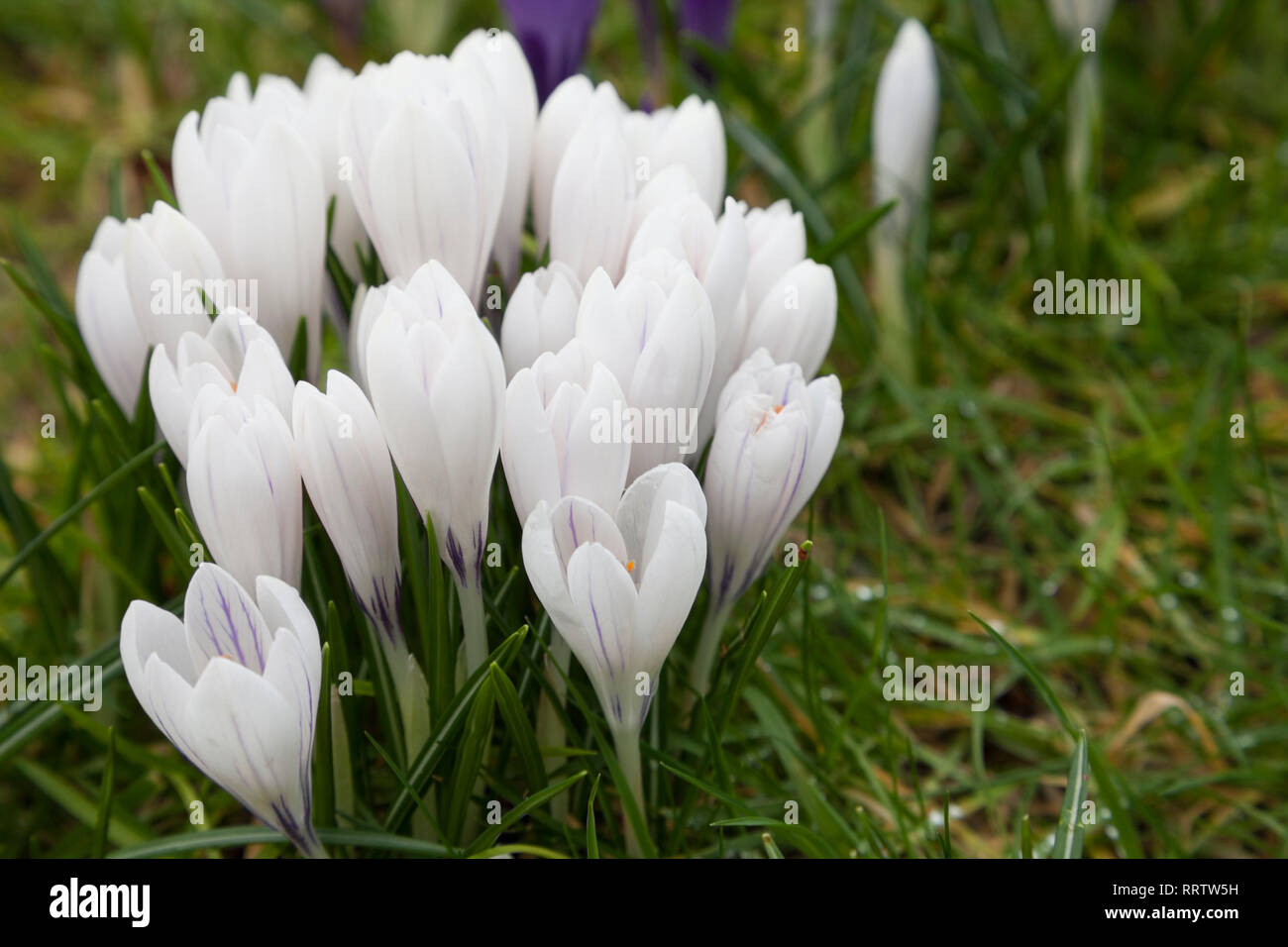 Crocus blanc Banque de photographies et d’images à haute résolution - Alamy